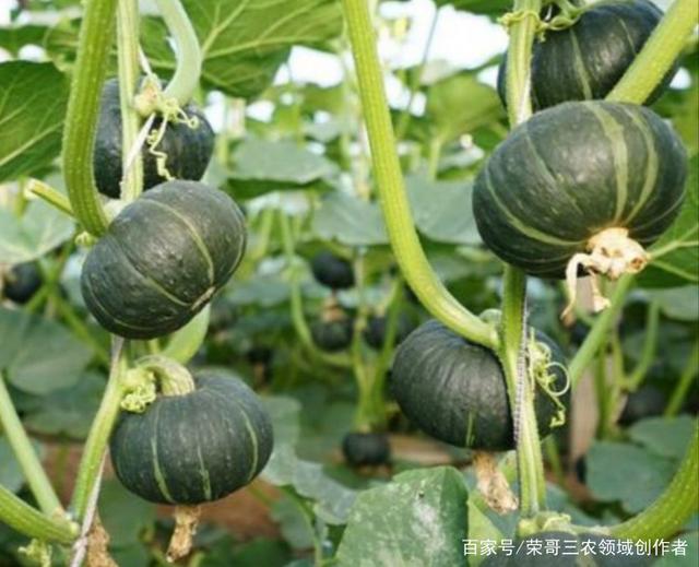 家庭种植南瓜怎样修剪 南瓜如何打顶和剪枝 南瓜种植 第4页 大山谷图库